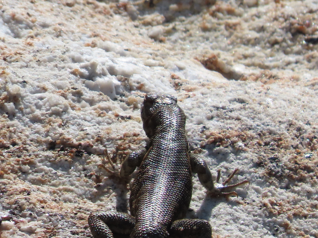 Southern Sagebrush Lizard from Riverside County, CA, USA on May 26 ...