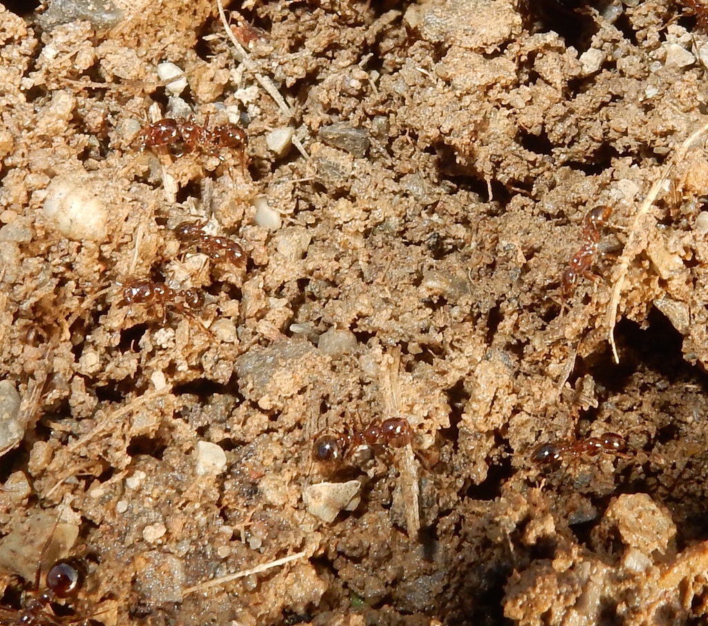 Red Imported Fire Ant from Marion, Tennessee, United States on January ...