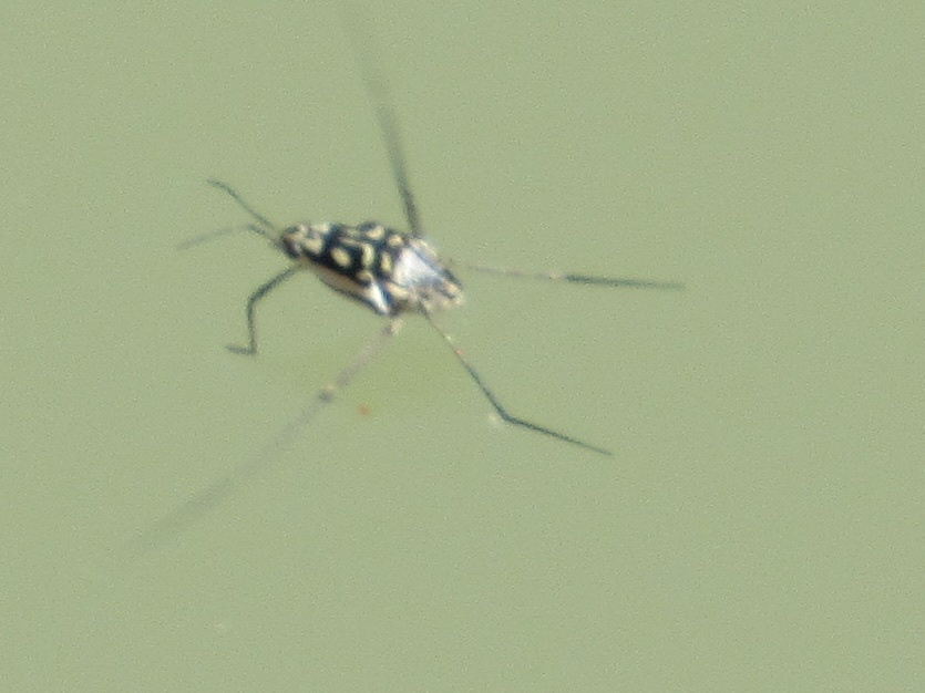 Trepobates from E0130 Rd, Buffalo, OK, US on May 29, 2023 at 11:21 AM ...