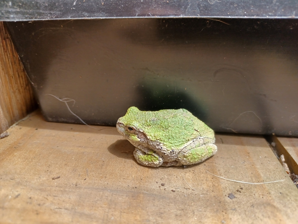 Gray Treefrog Species Complex from Monona, WI 53713, USA on May 29 ...
