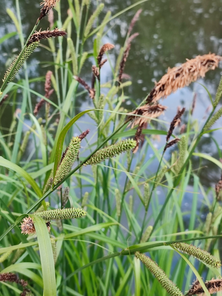 lesser pond sedge from Партизанский район, Минск, Беларусь on May 29 ...