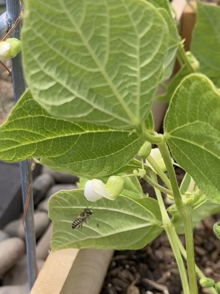 Leafcutter, Mortar, and Resin Bees from Walsh St, St. Louis, MO, US on ...