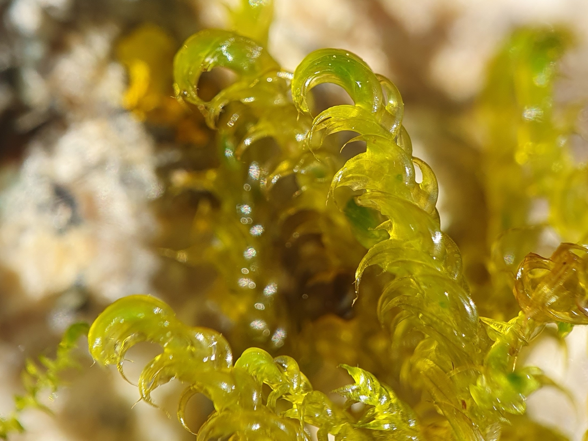 Scorpidium (Schimp.) Limpr.