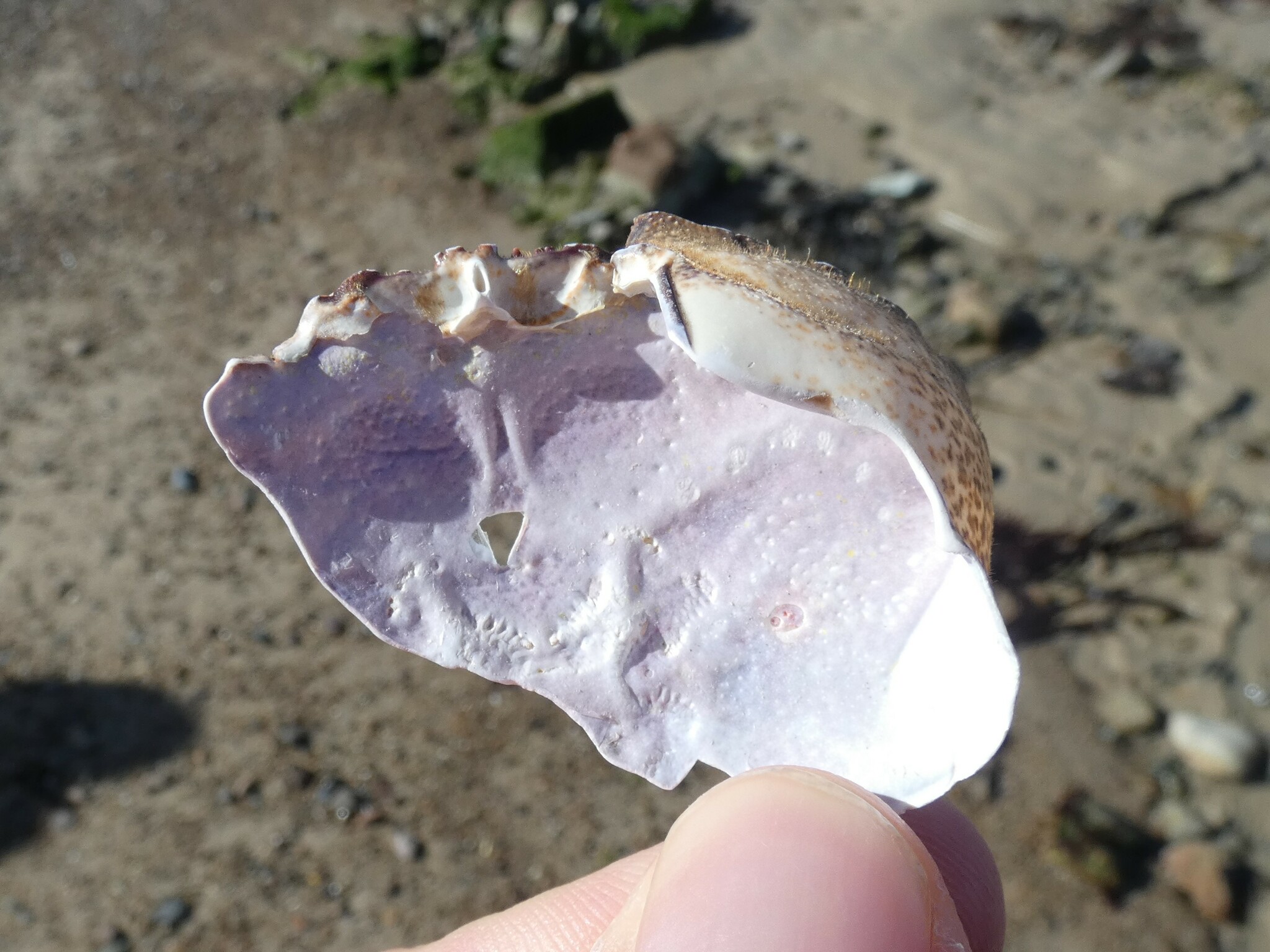 Necora puber (Linnaeus, 1767)