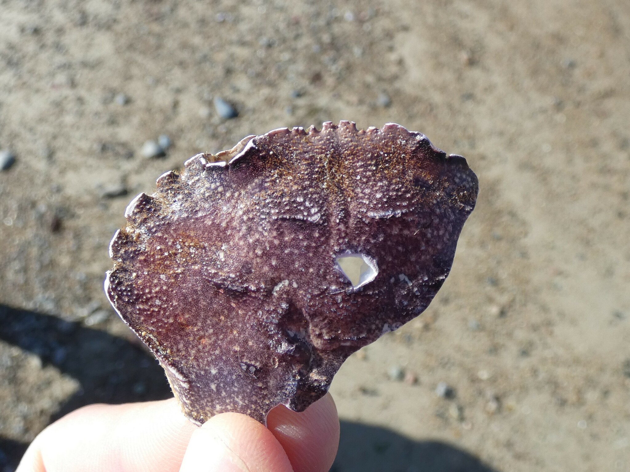 Necora puber (Linnaeus, 1767)