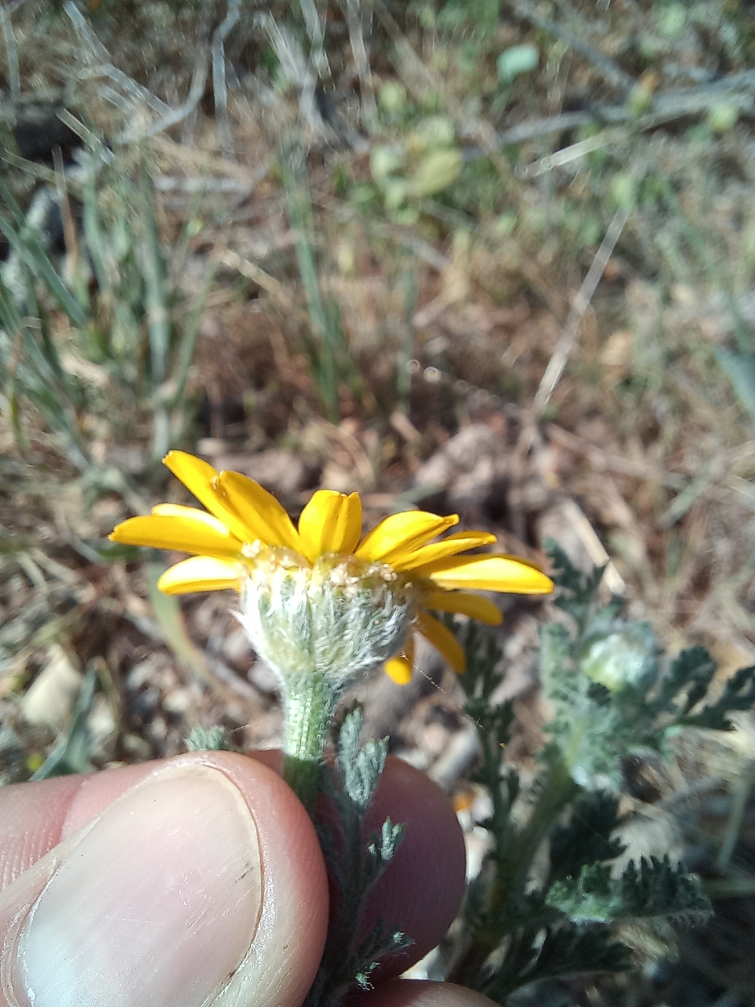 Anacyclus radiatus Loisel.