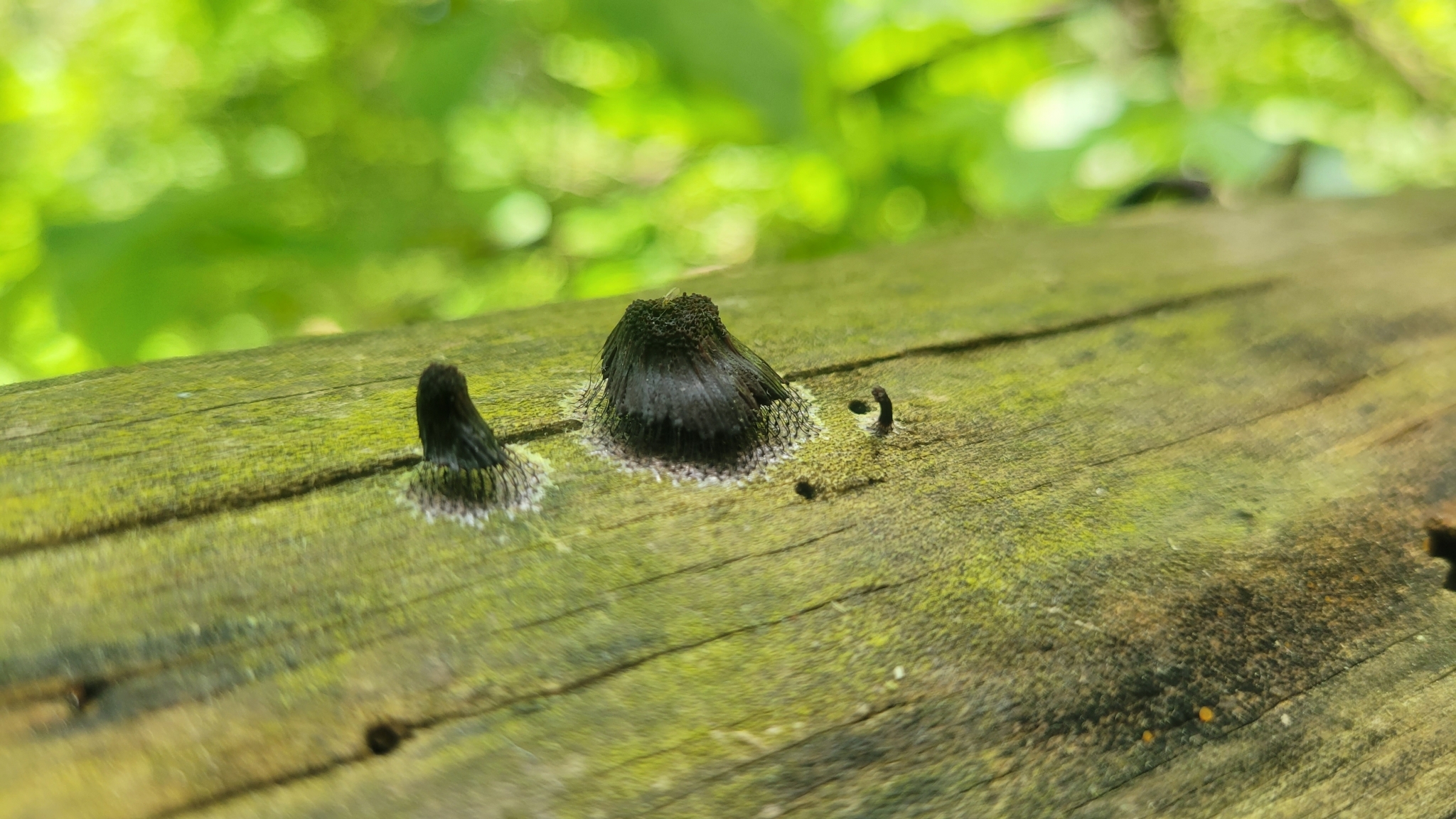 Stemonitis splendens Rostaf., 1874