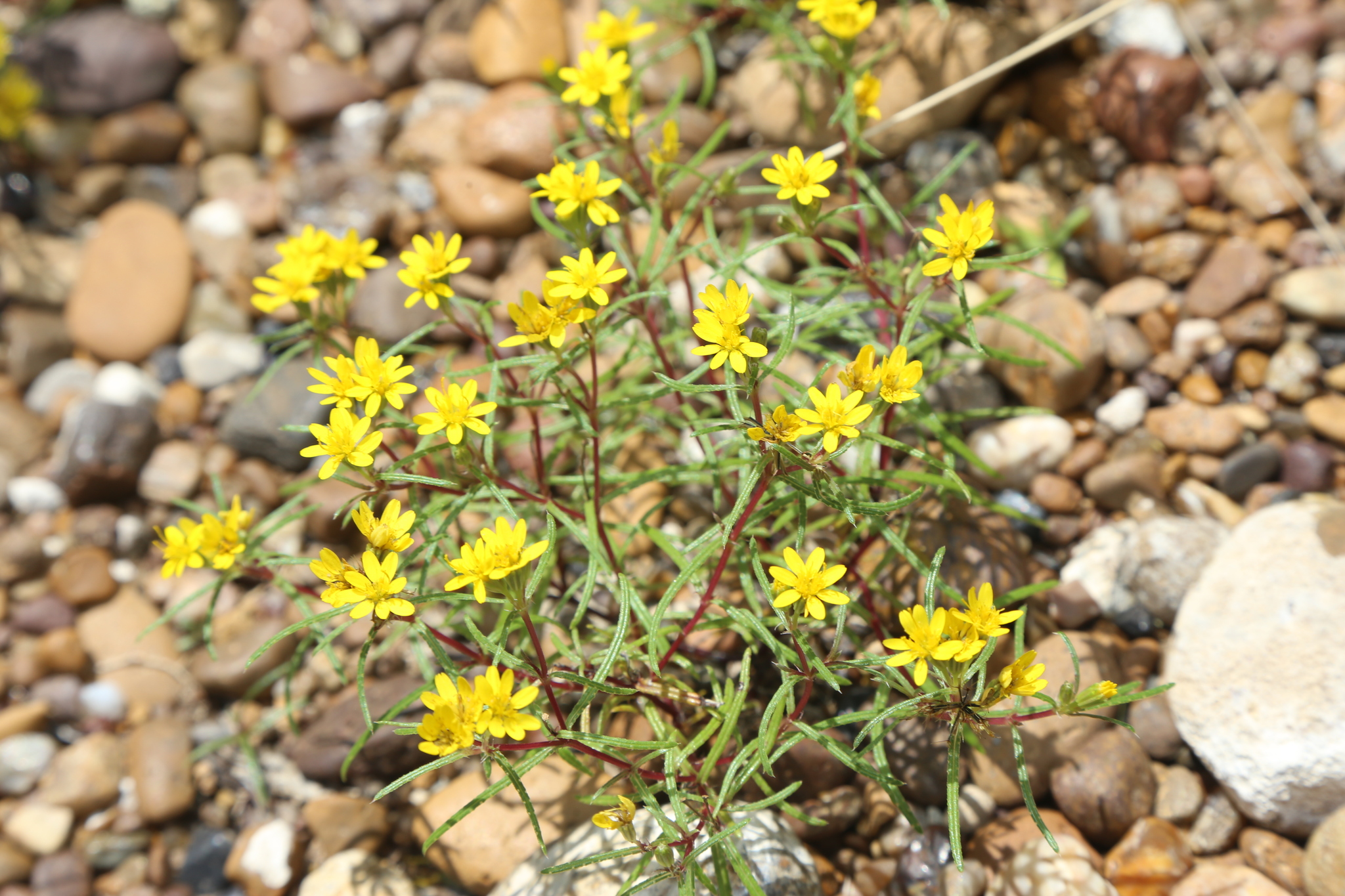 Pectis angustifolia Torr.