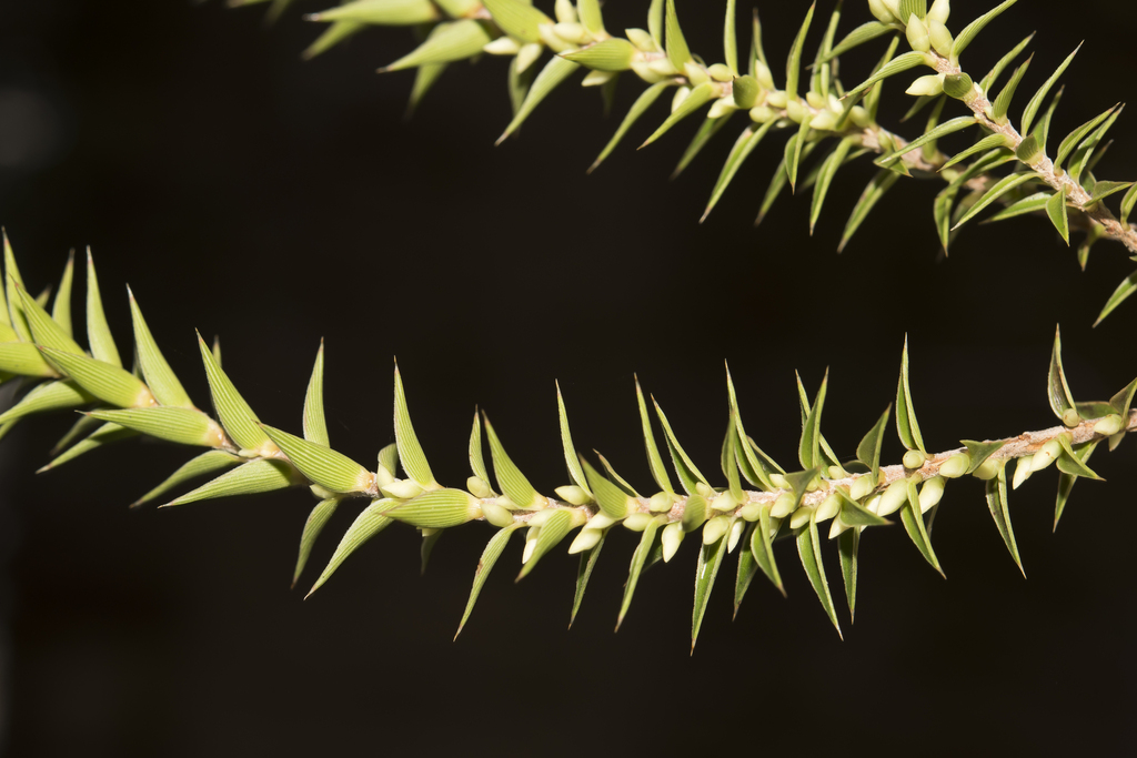 Melichrus from Mihi NSW 2358, Australia on May 15, 2023 at 12:51 PM by ...