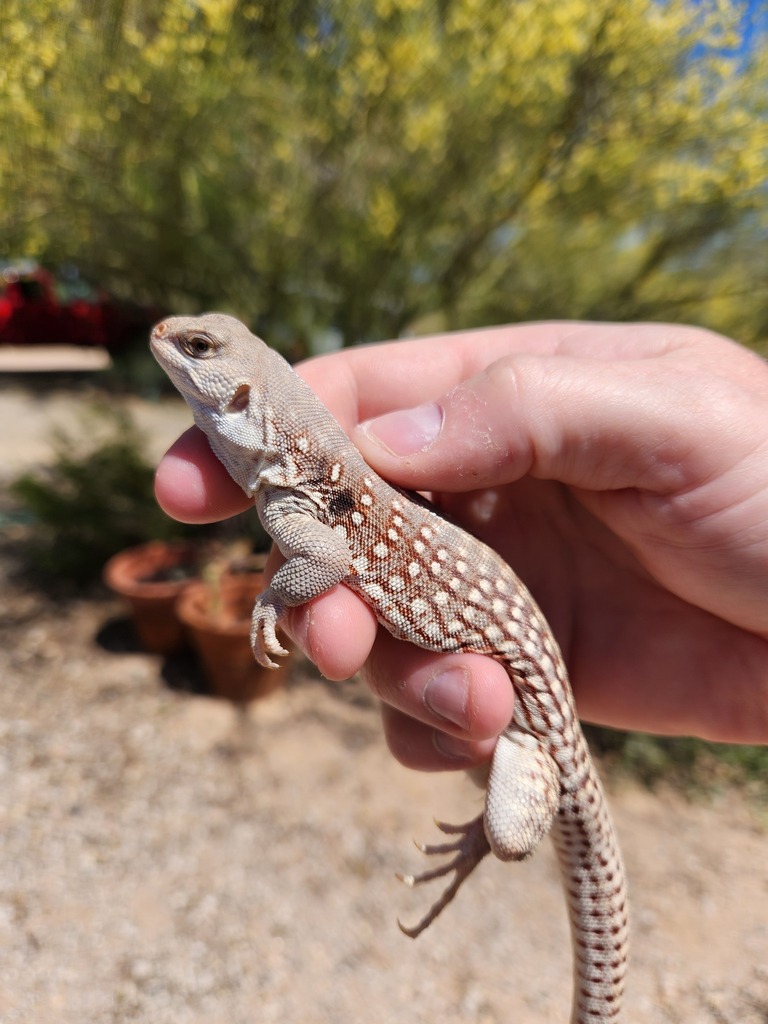 Northern Desert Iguana in May 2023 by timoteo_b · iNaturalist
