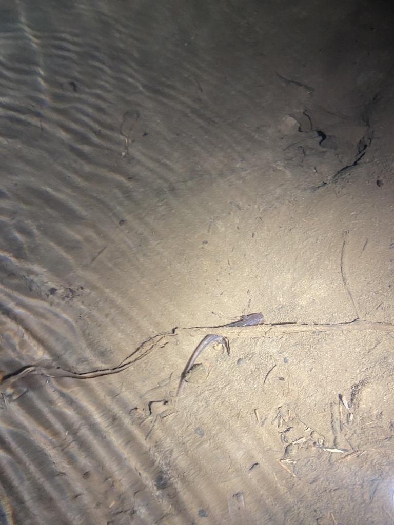 Cascade Caverns Salamander in May 2023 by Grover J. Brown · iNaturalist