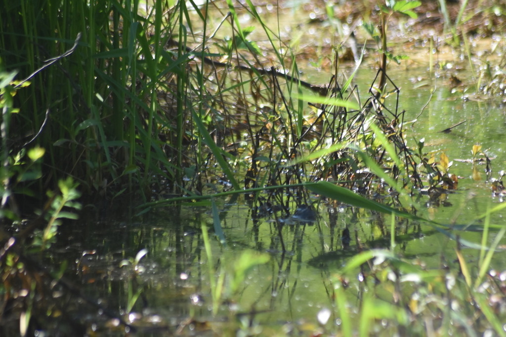 American Bullfrog from Snohomish County, WA, USA on May 13, 2023 at 04: ...