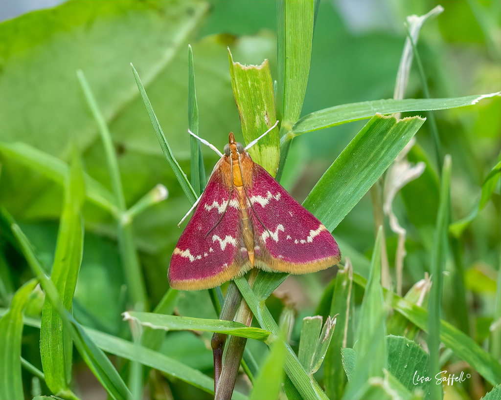 Raspberry Pyrausta Moth in May 2023 by Lisa Saffell · iNaturalist
