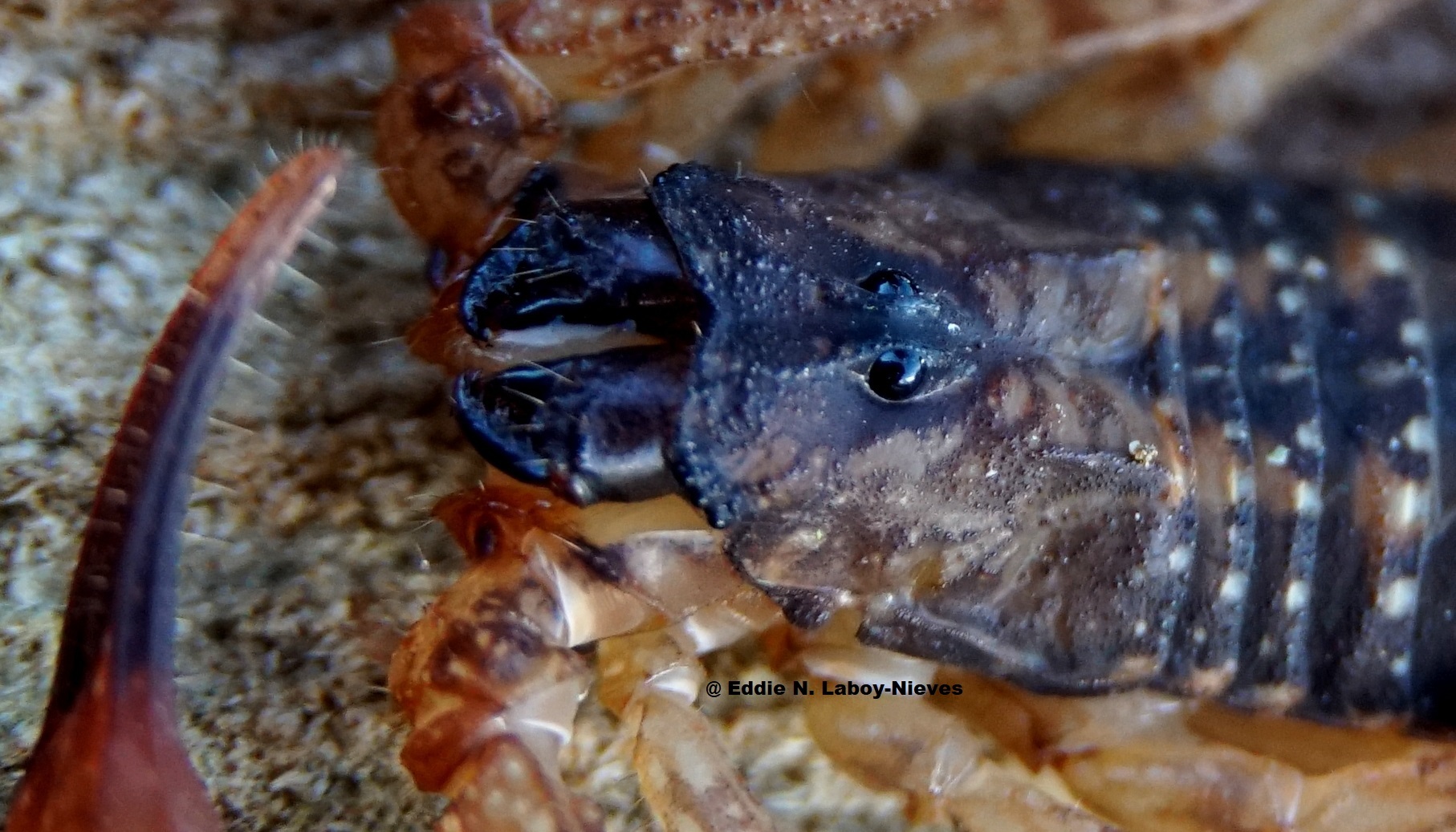 Tityus obtusus (Karsch, 1879)