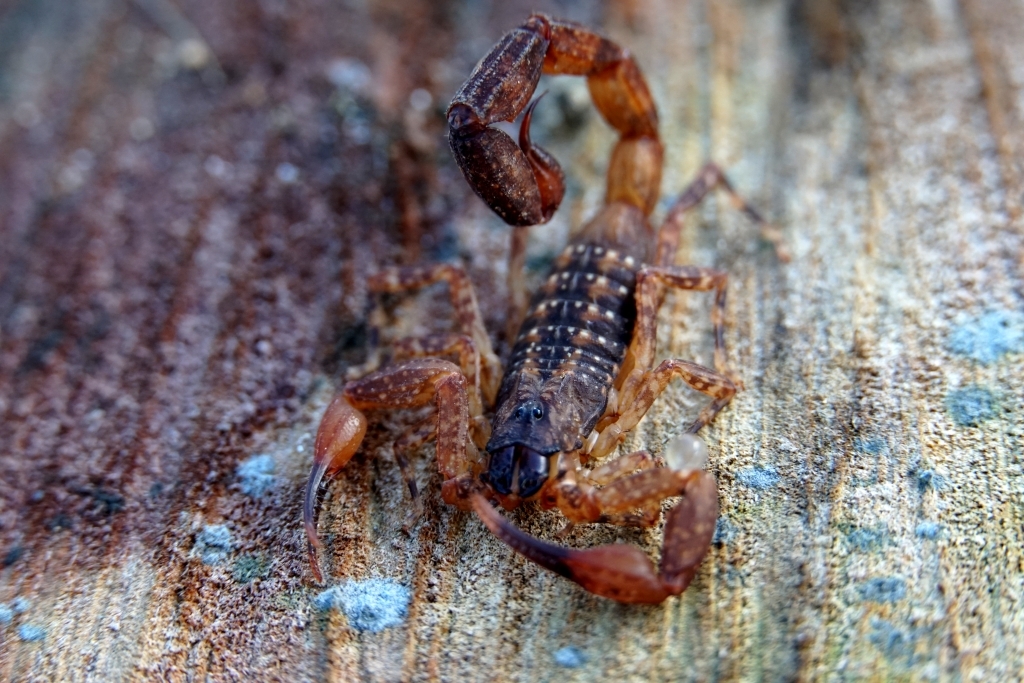 Tityus obtusus (Karsch, 1879)