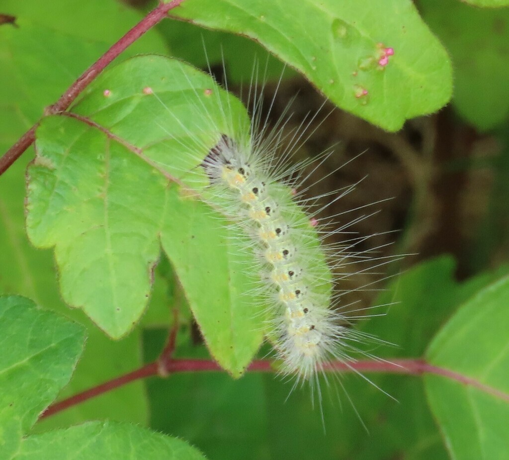 Fall Webworm Moth from 15300 University Blvd, Sugar Land, TX 77479 ...