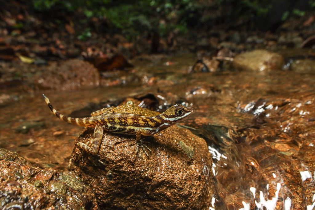 Water Anole from Golfito, Puntarenas, CR on May 29, 2023 at 06:25 PM by ...
