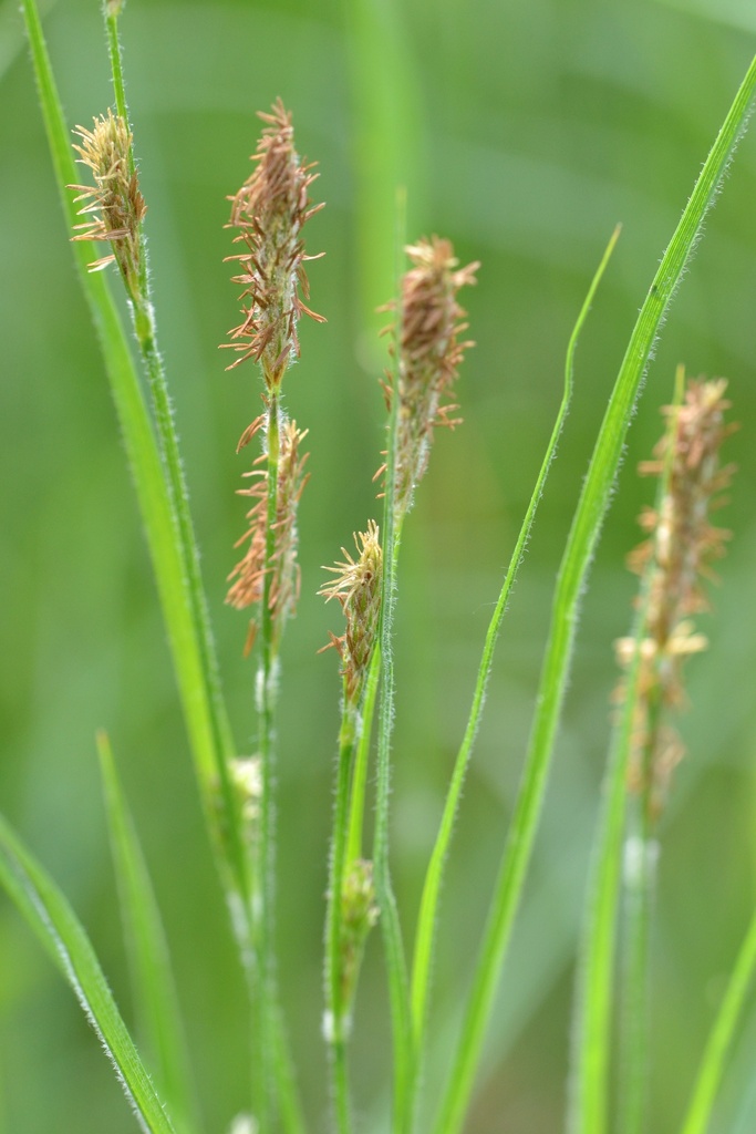 hairy sedge from 293 01 Mladá Boleslav, Česko on May 26, 2023 at 02:32 ...