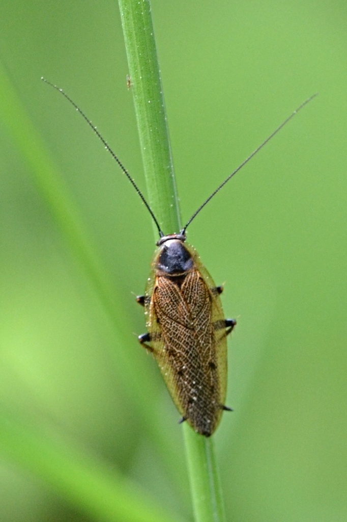 Dusky Cockroach from 293 01 Mladá Boleslav, Česko on May 26, 2023 at 02 ...