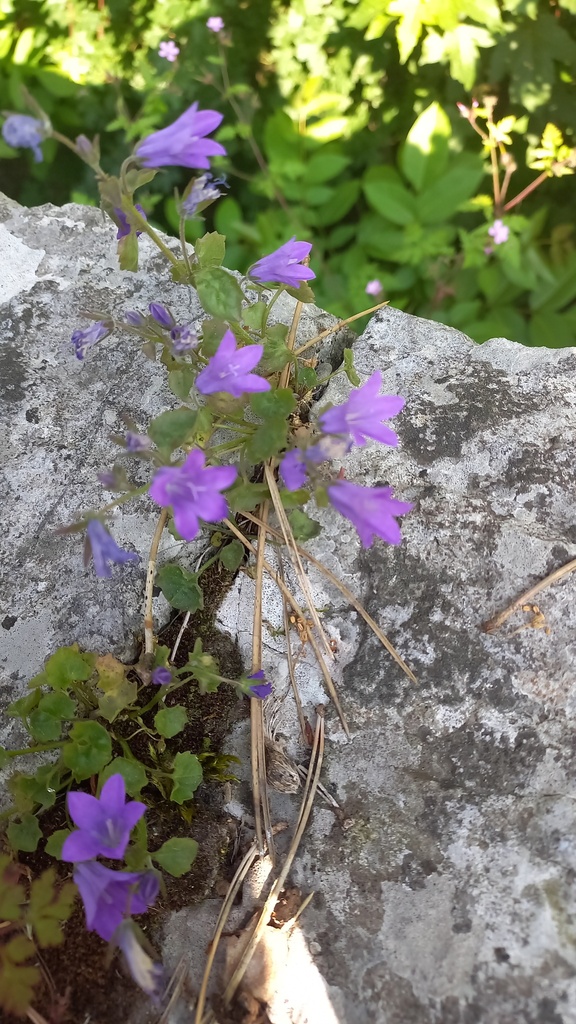 Trailing bellflower from Savoie, Rhône-Alpes, France on May 29, 2023 at ...