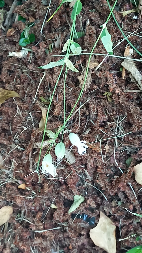 bladder campion from Savoie, Rhône-Alpes, France on May 29, 2023 at 10: ...