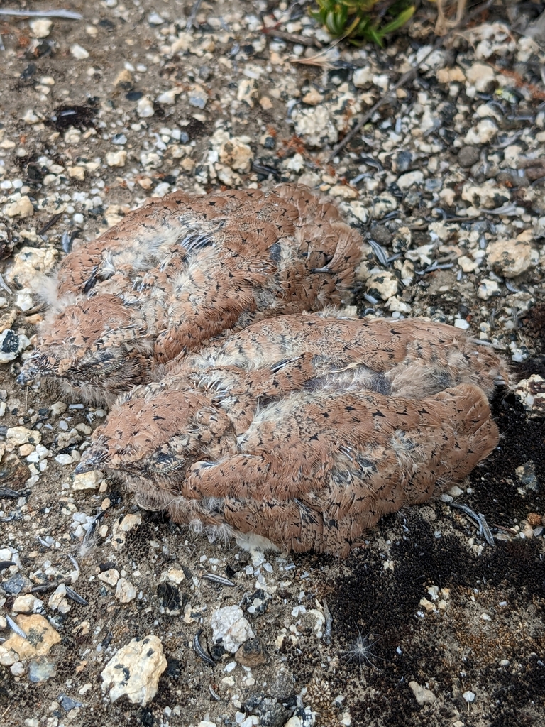 Lesser Nighthawk from Homeland, CA 92548, USA on May 29, 2023 at 11:43 ...