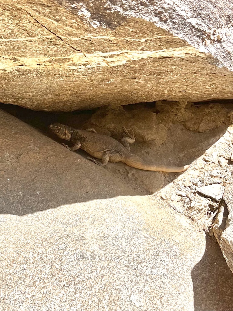 Common Chuckwalla from Santa Rosa and San Jacinto Mountains National ...