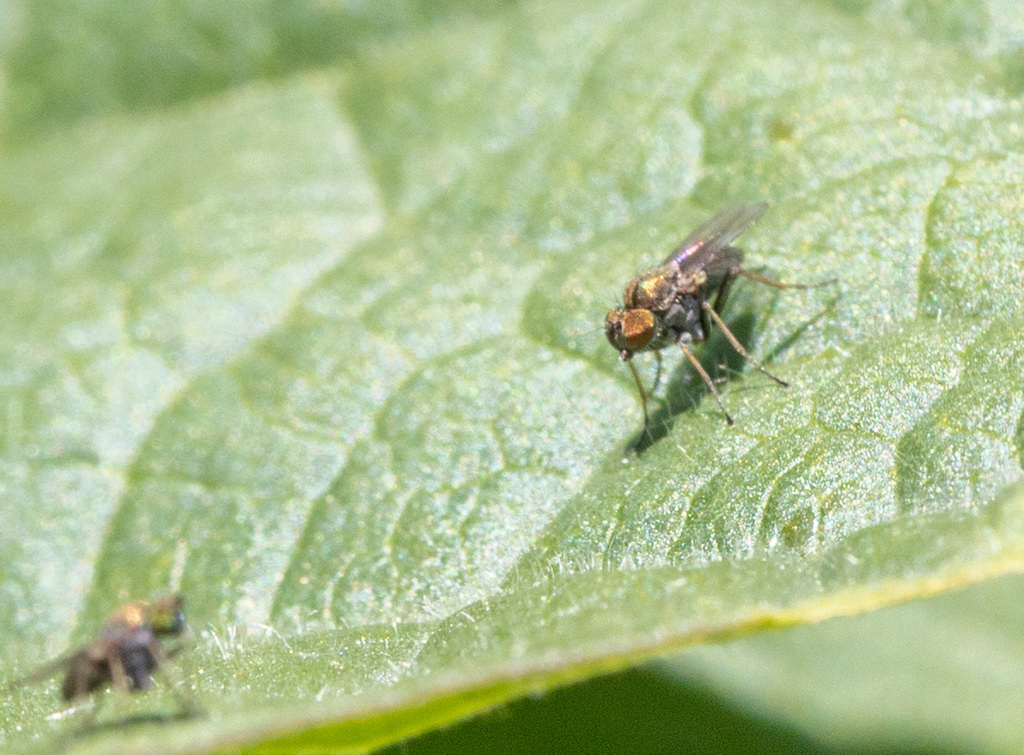 Chrysotus from Centerville, OH, USA on May 29, 2023 at 02:45 AM by ...