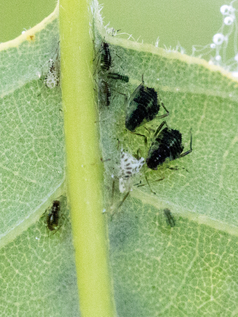 Smoky Poplar Aphid from Centerville, OH, USA on May 29, 2023 at 02:51 ...