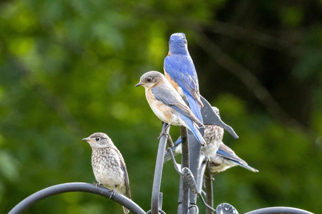 Eastern Bluebird from Centerville, OH, USA on May 27, 2023 at 10:00 PM ...