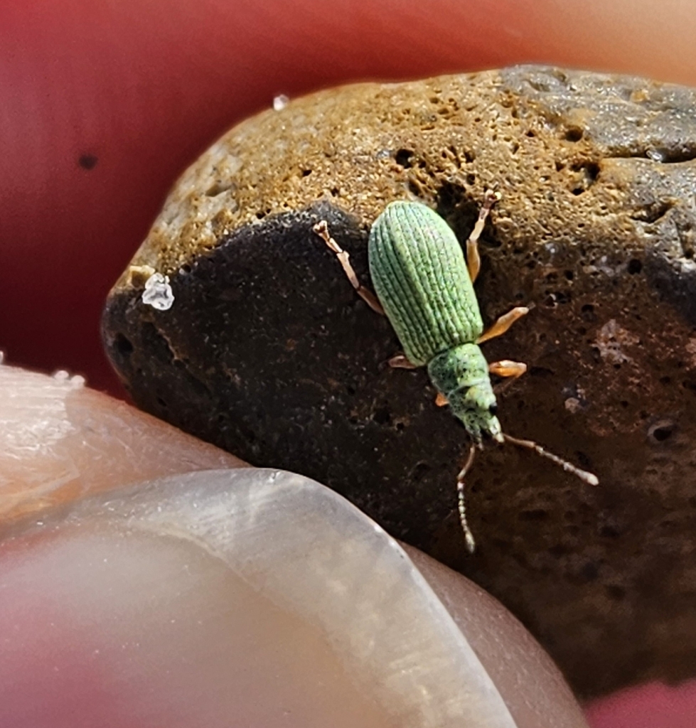 Polydrusus impressifrons from Presque Isle State Park on May 29, 2023 ...