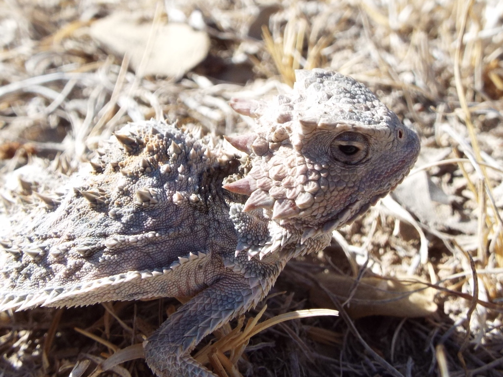 Mountain Horned Lizard from Ojuelos de Jalisco, Jal., México on May 29 ...