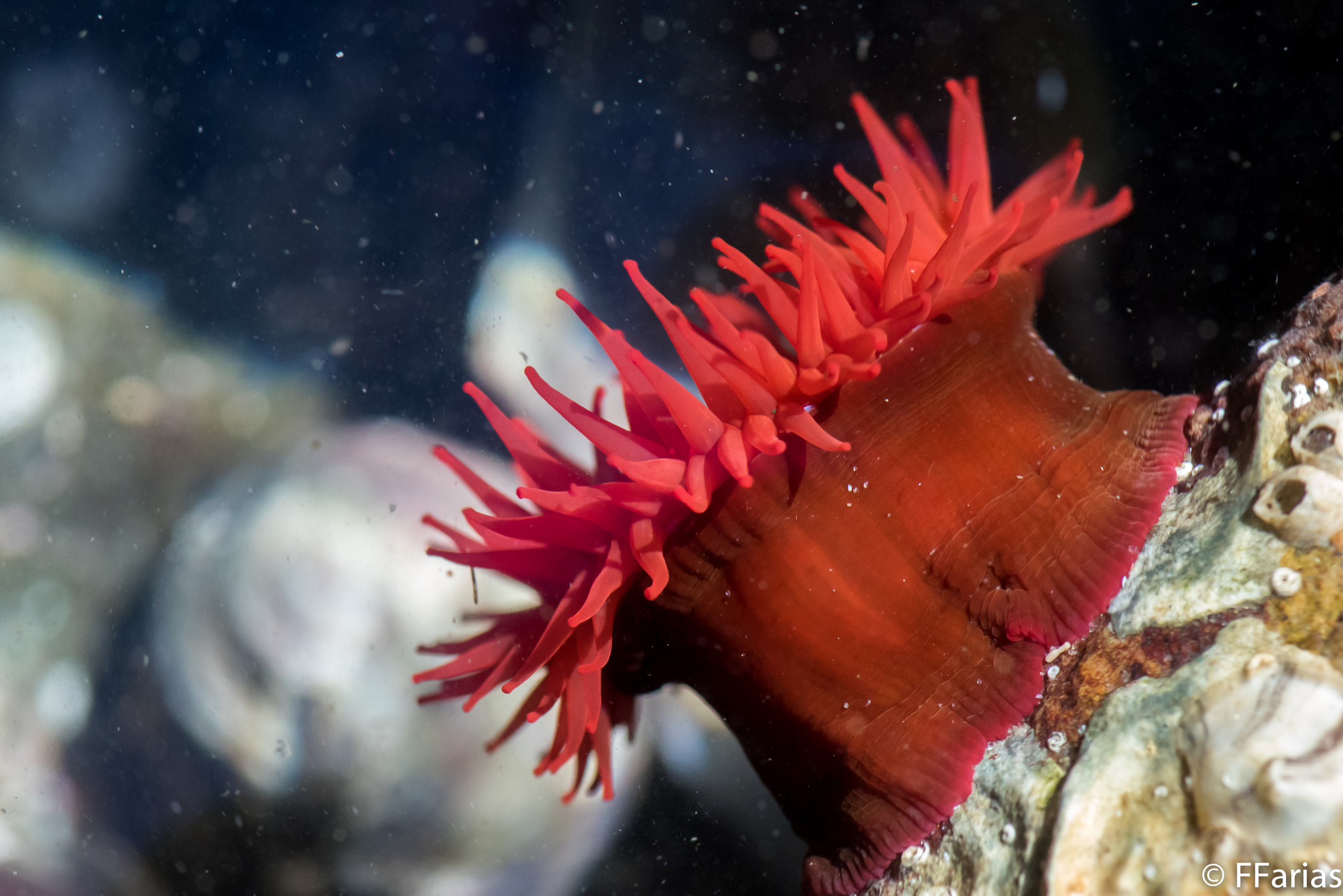 Actinia bermudensis (McMurrich, 1889)