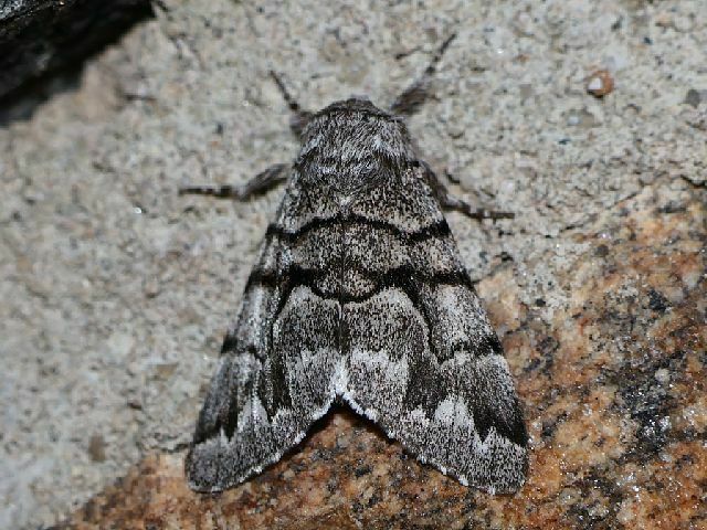 Eastern Panthea Moth from Ward Pound Ridge Trailside,Westchester, NY ...