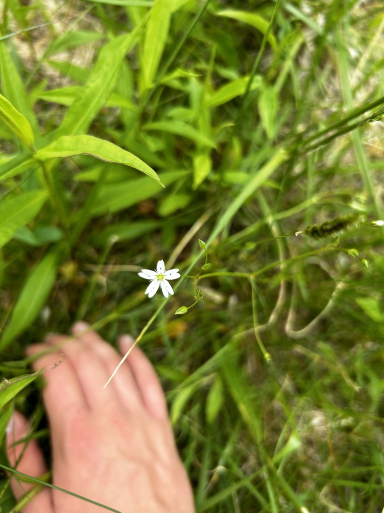 long-leaved starwort from Oakland, MD, US on May 29, 2023 at 02:35 PM ...