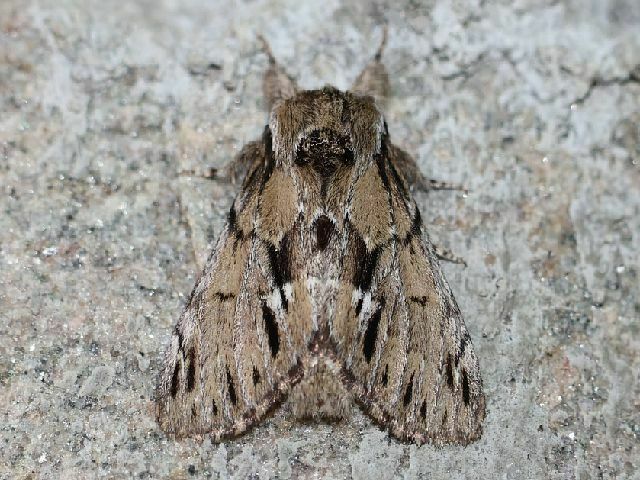 Georgian Prominent from Ward Pound Ridge, Westchester County, NY, USA ...