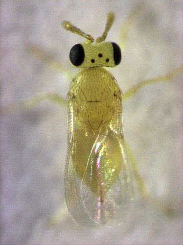 Coccophagus philippiae · iNaturalist