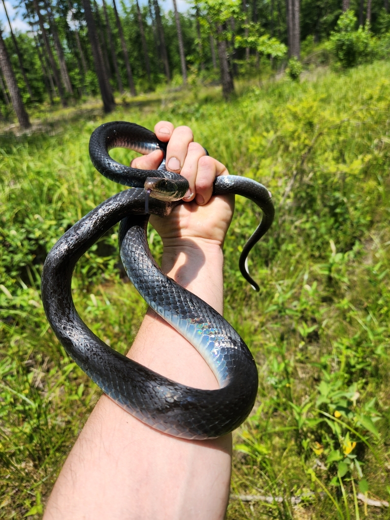 Southern Black Racer from Crossett, AR 71635, USA on May 28, 2023 at 12 ...