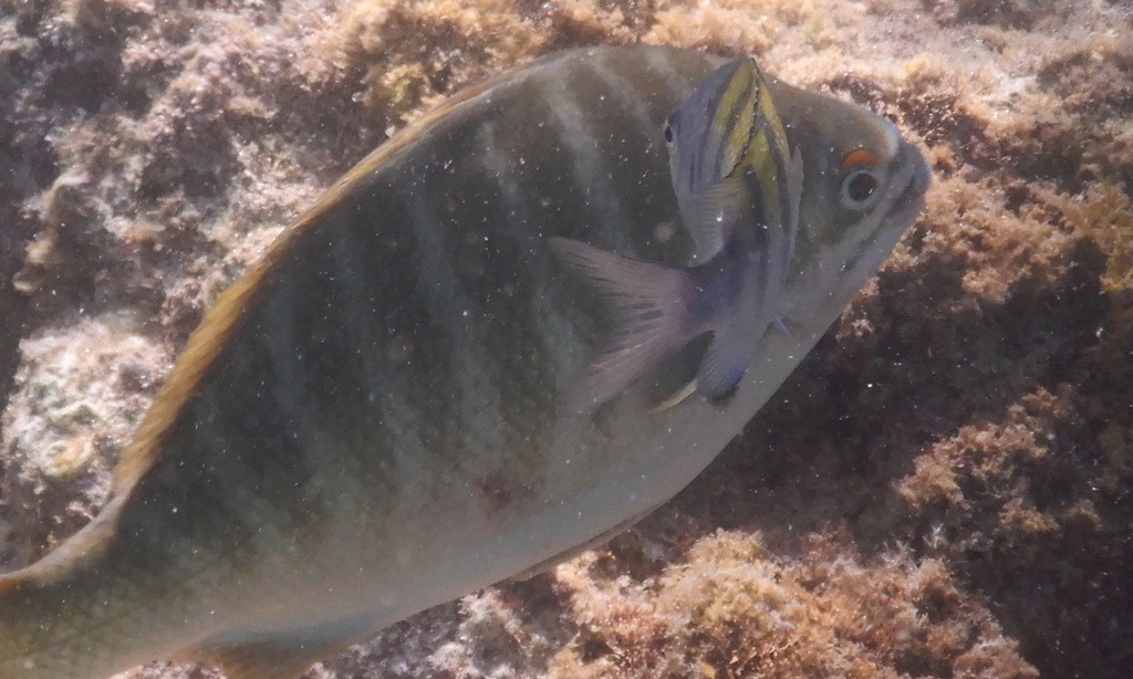 Zebra-perch Sea Chub from Bahía de Loreto, Loreto, Baja California Sur ...