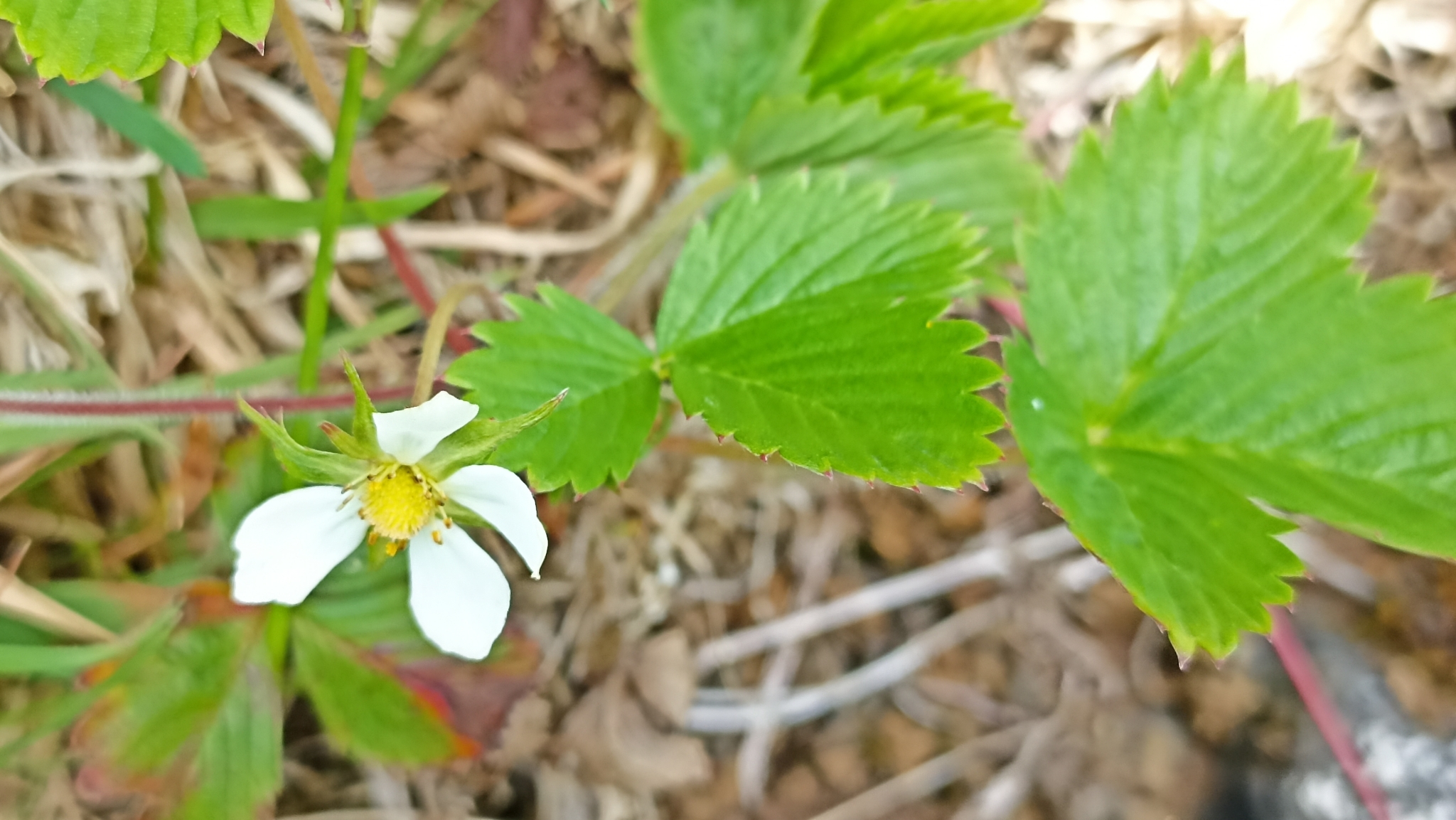 Fragaria vesca subsp. vesca