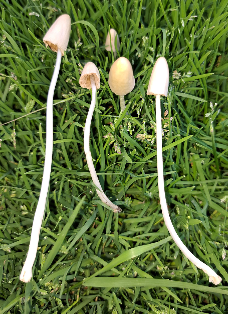 white dunce cap from Opawa, Christchurch, New Zealand on December 2 ...