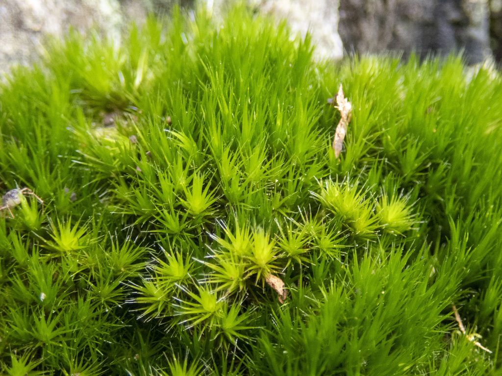 Campylopus from Won Wron VIC 3971, Australia on July 16, 2022 at 02:36 ...