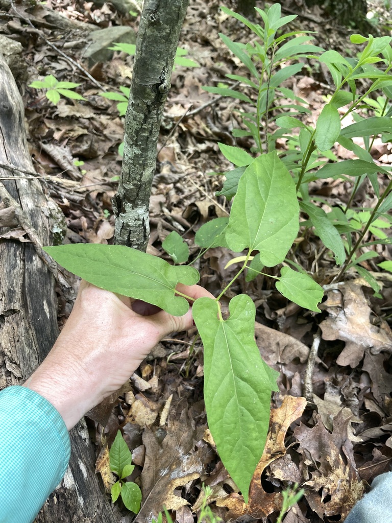 Virginia snakeroot from Washington County, AR, USA on May 29, 2023 at ...