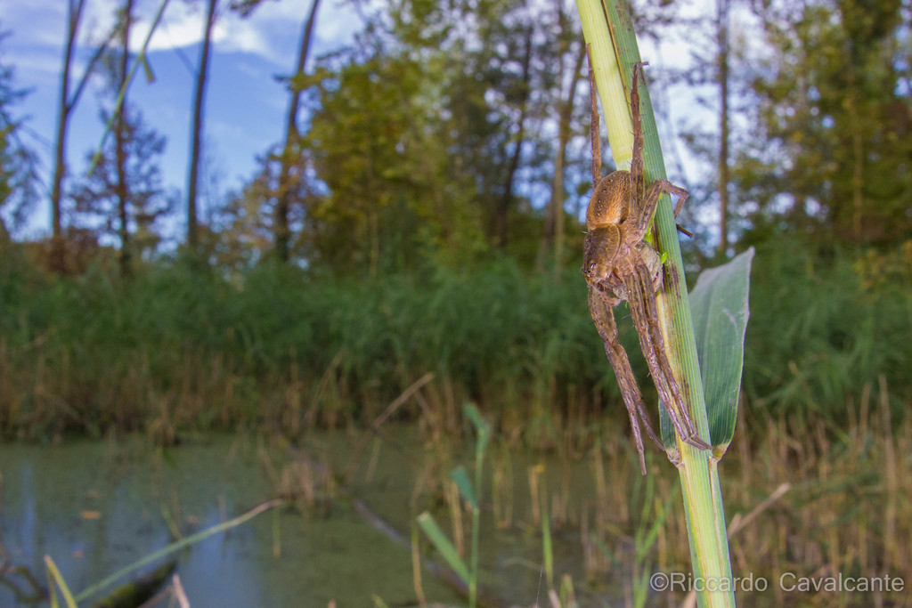 Fen raft spider in August 2015 by riccardocavalcante · iNaturalist