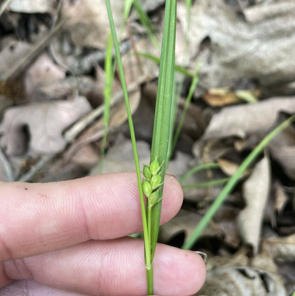 Eastern Few-fruit Sedge from Washington County, AR, USA on May 29, 2023 ...