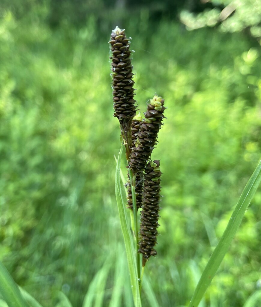 Short's sedge from Washington County, AR, USA on May 29, 2023 at 08:23 ...
