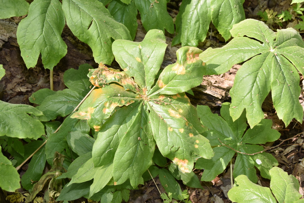 Mayapple Rust from Essex County, ON, Canada on May 18, 2023 at 10:22 AM ...