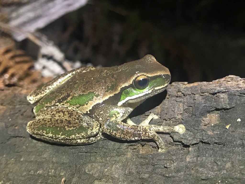 Davies' Tree Frog in November 2018 by QuestaGame. Sighting and photos ...