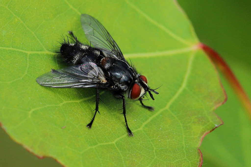 Exorista sorbillans from Asserbo, Capital, Denmark on May 28, 2023 at ...