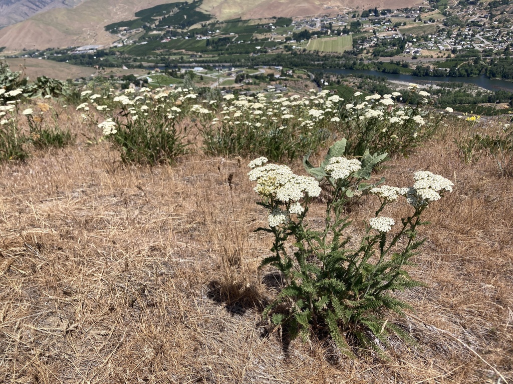 common yarrow from Horse Lake Rd, Wenatchee, WA, US on May 29, 2023 at ...